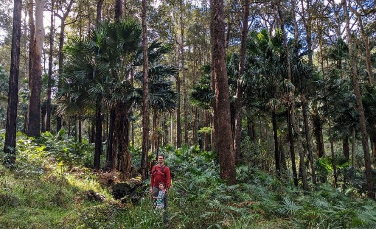 Forests In Sydney: 10 Amazing Walks - NSW Footsteps